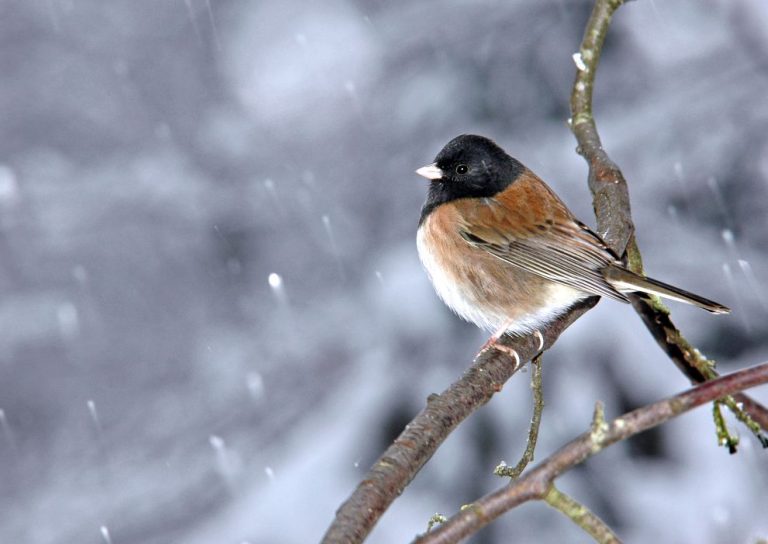 Audubon Christmas Bird Count - 2007