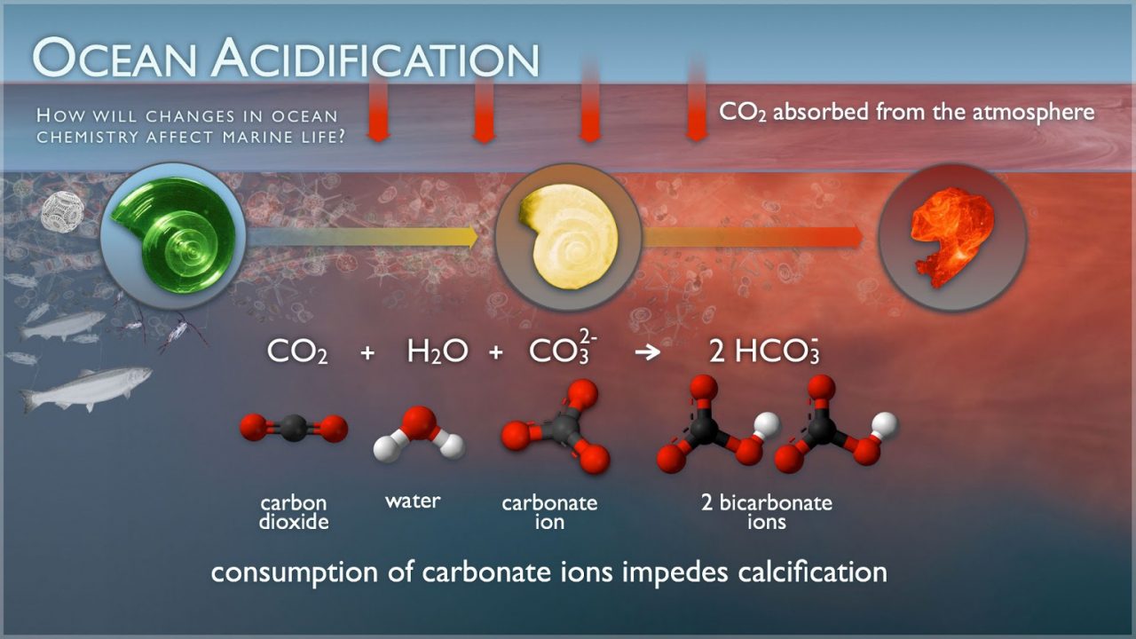 Dwight Owens - "Sour Seas: ocean acidification explained"