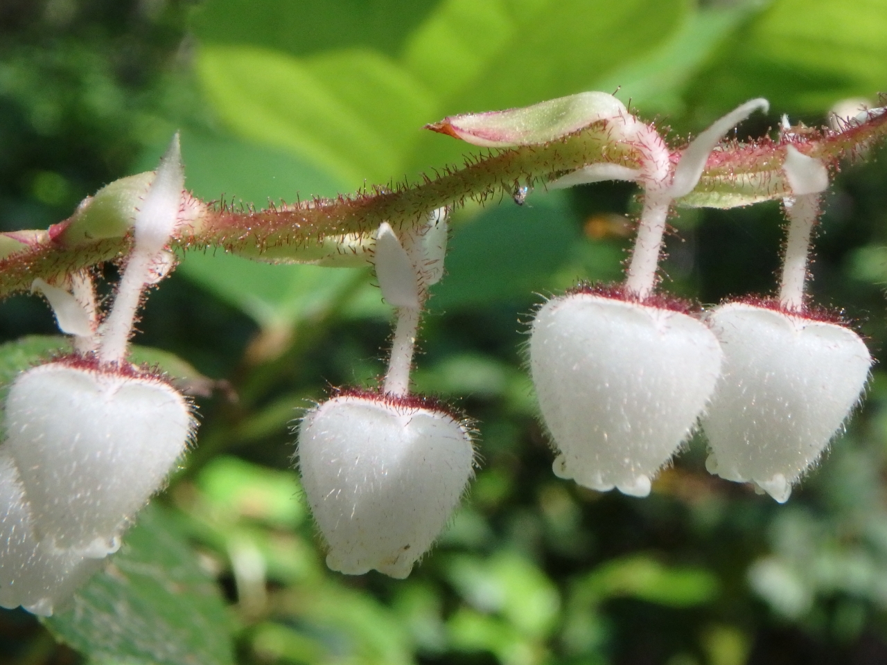 In search of saprophytes