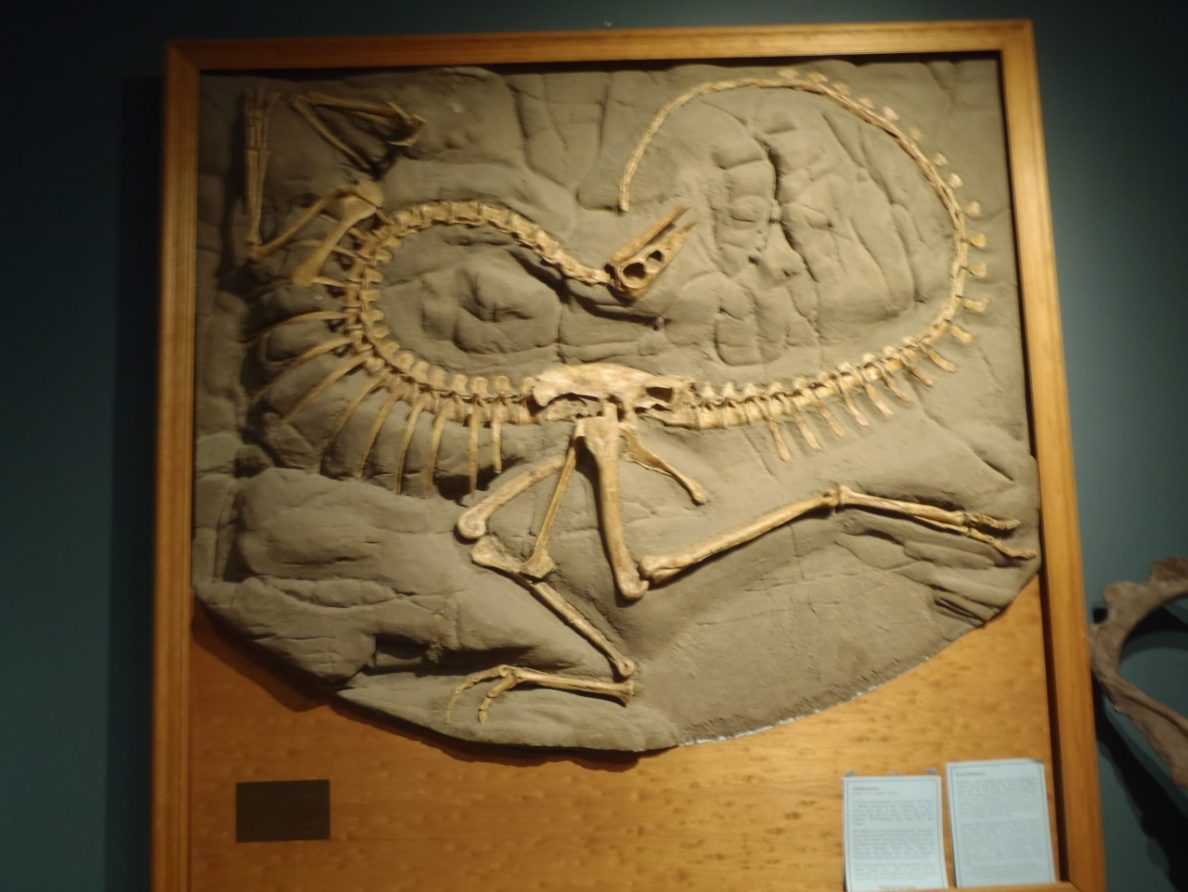 Courtenay Museum and Trent River Fossil Hunt