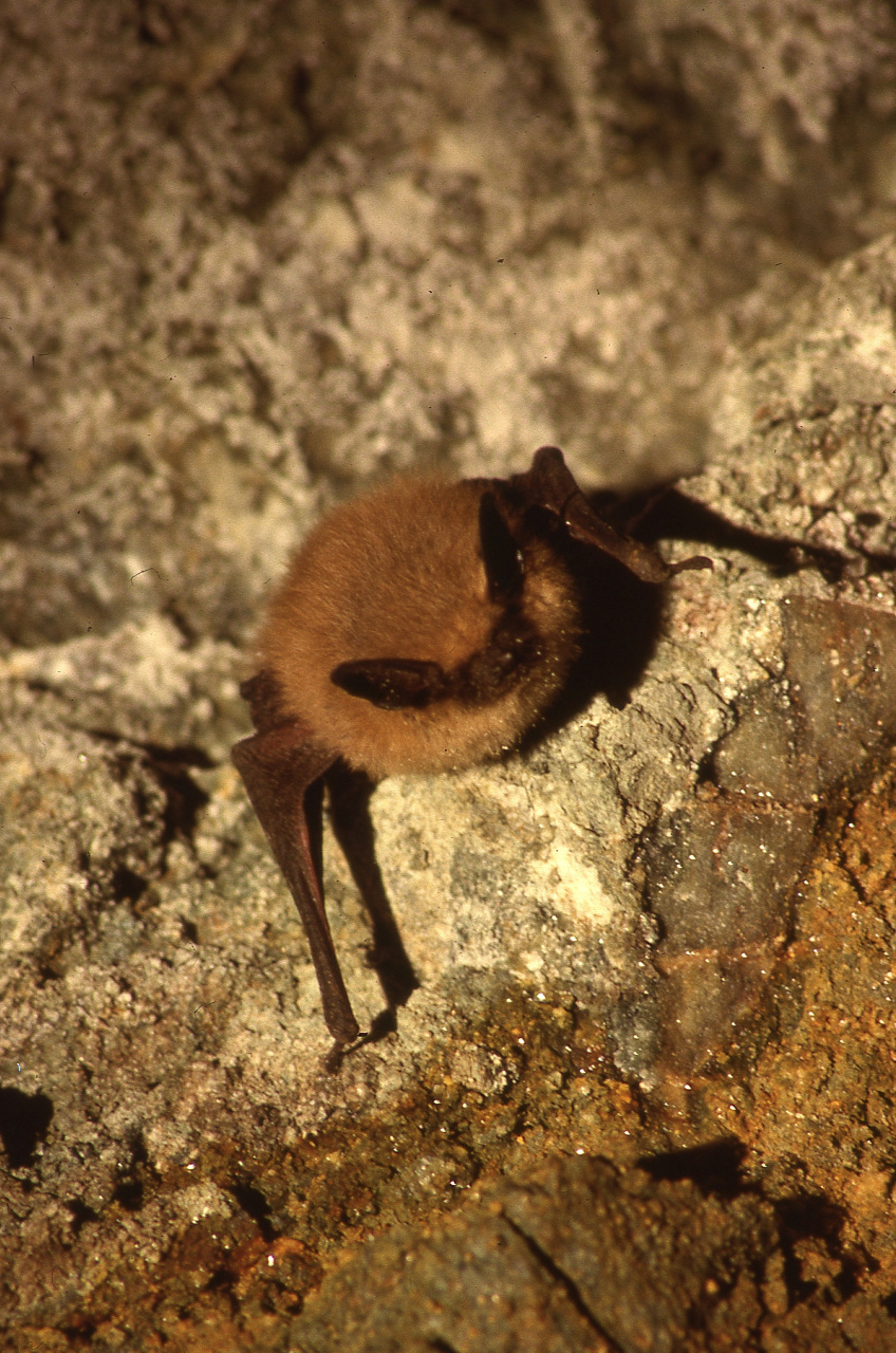 Andrew Bryant – “Looking for hibernating bats in the South Okanagan”